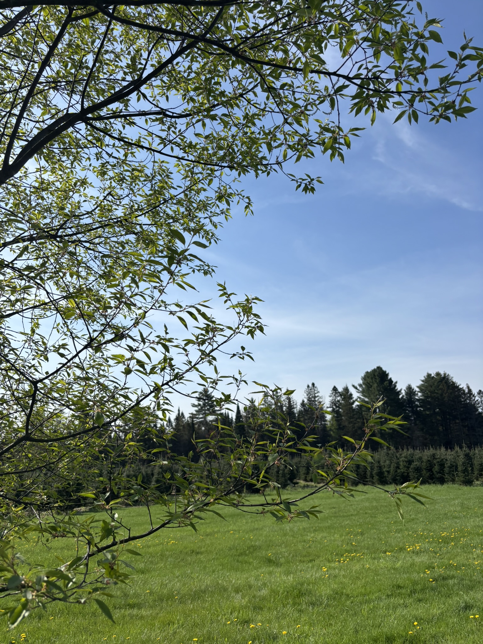 True Spring – Jennifer Shaw
